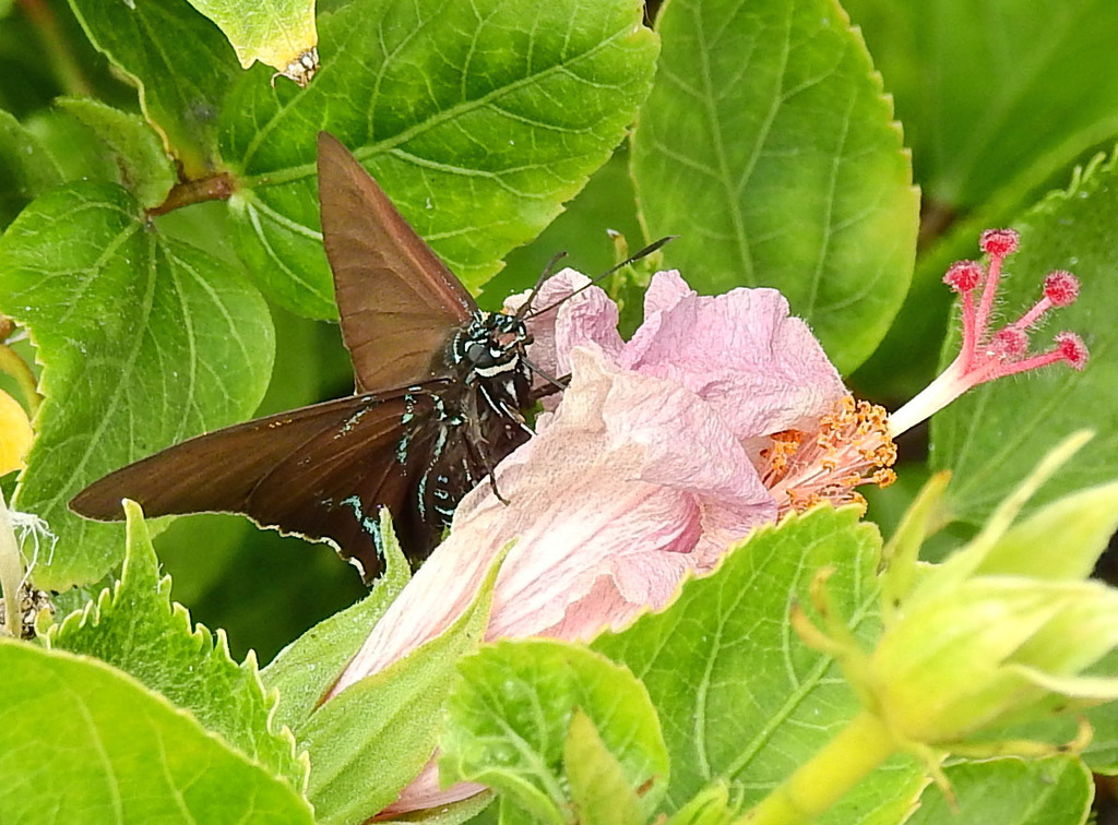 Florida Mangrove Skipper from Cypress Cove, FL 33908, USA on February ...