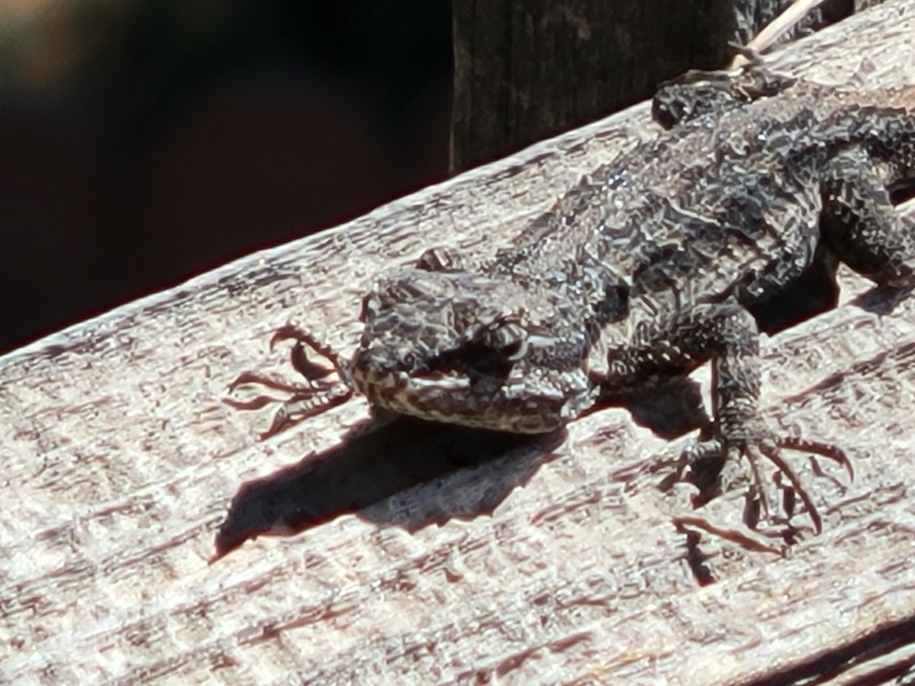 Ornate Tree Lizard from Amphi, Tucson, AZ, USA on February 22, 2025 at ...