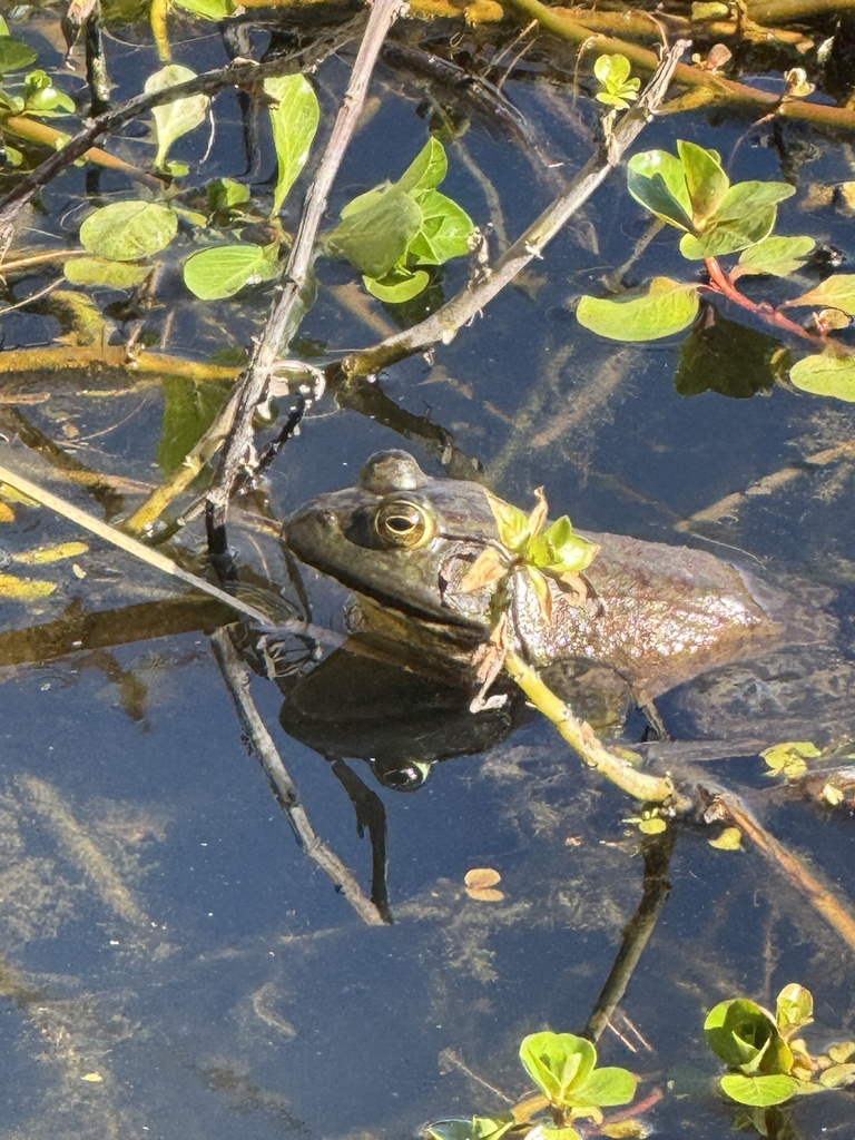 American Bullfrog from Mission Trails Regional Park, San Diego, CA, US ...