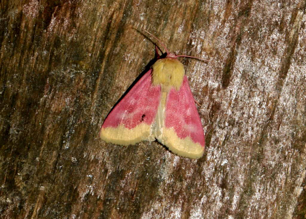 Primrose Moth from Saint-Jean-de-l'Île-d'Orléans, QC, Canada on August ...