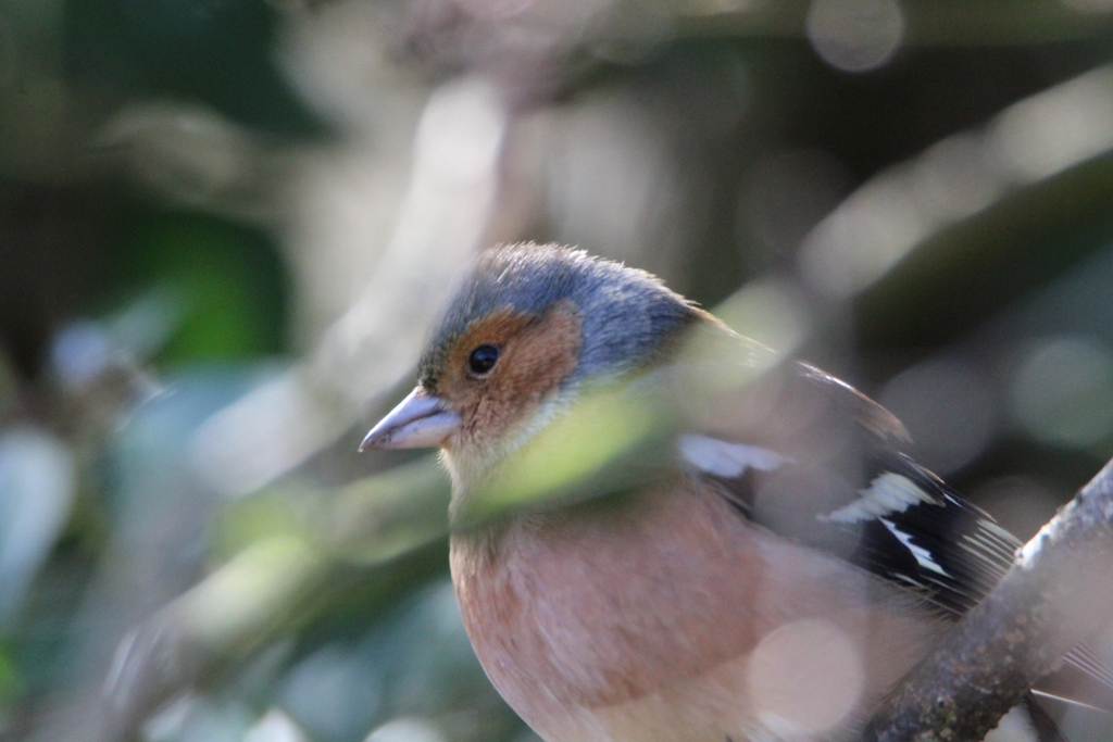 Common Chaffinch from Leighton Moss RSPB Nature Reserve, Silverdale ...