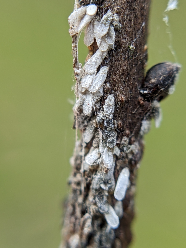 White Peach Scale in February 2025 by ncb1221. On cultivated American ...