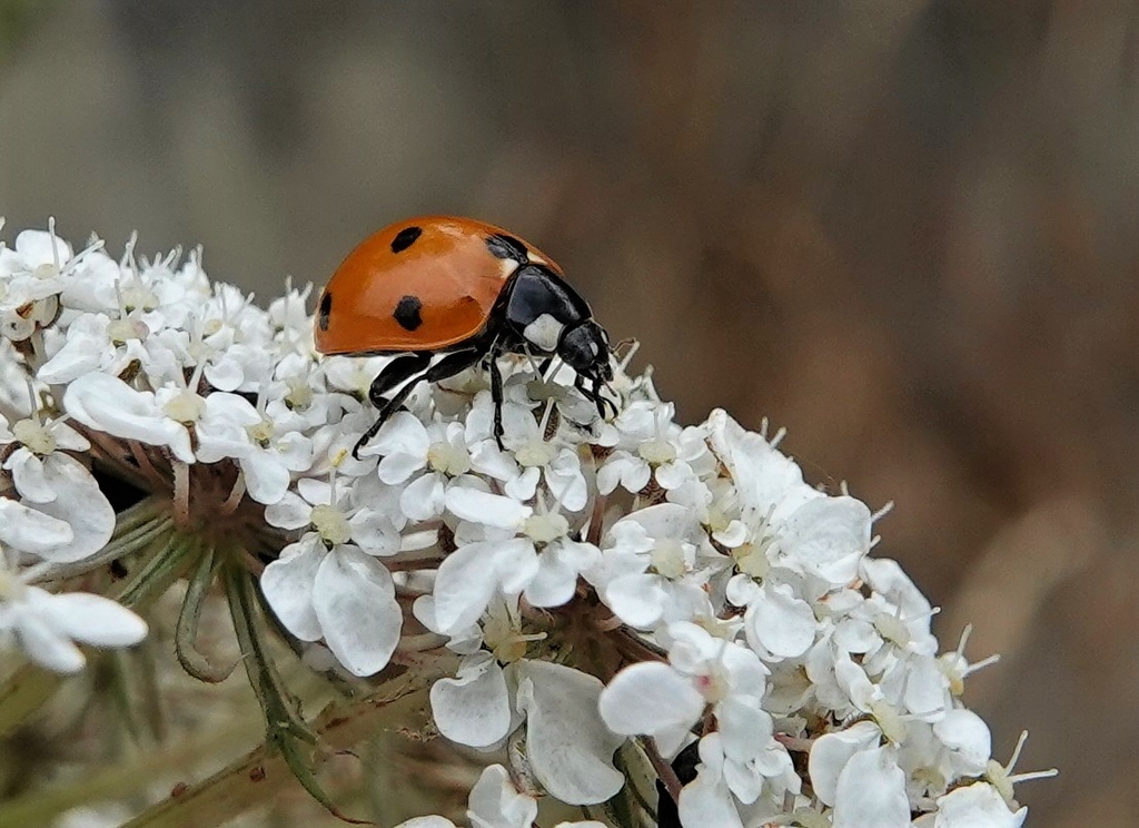 Seven-spotted Lady Beetle from Nanaimo, BC Canada on July 11, 2019 at ...