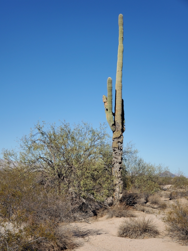 saguaro from Yuma County, AZ, USA on October 31, 2021 at 09:13 AM by ...