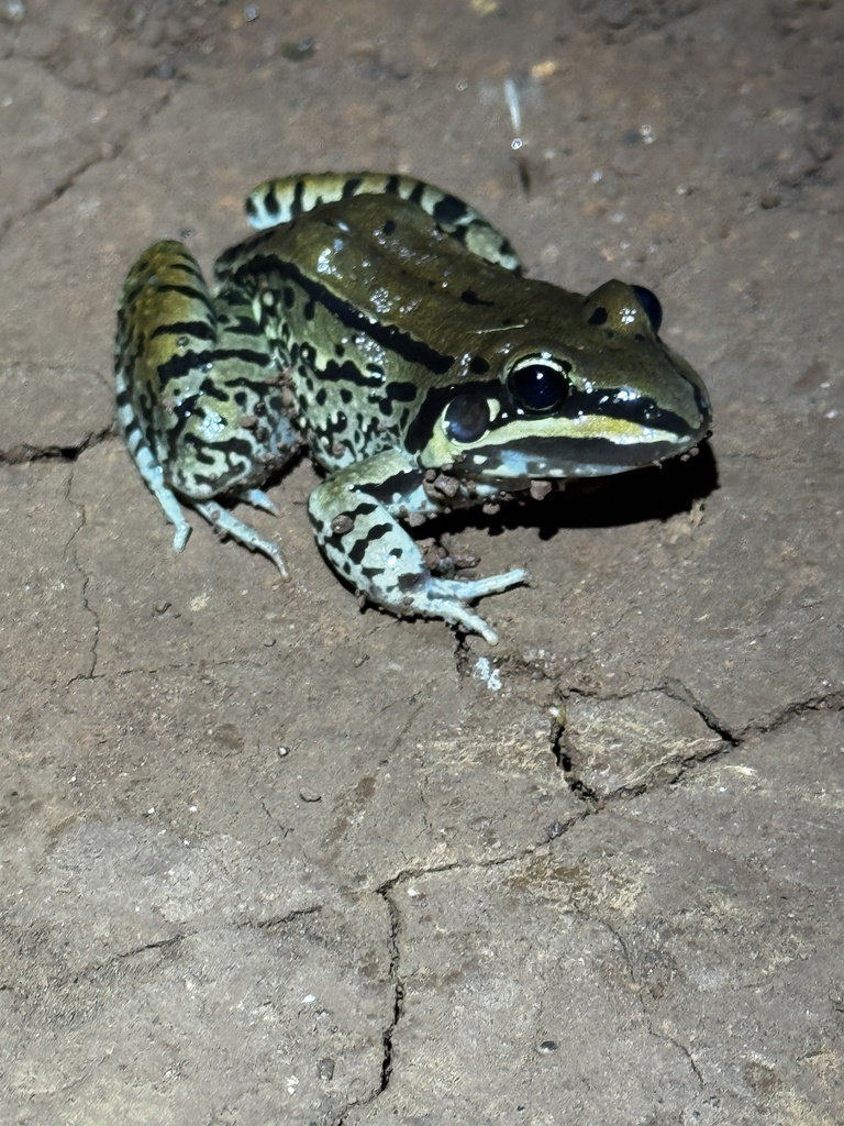 Mustached Frog in December 2024 by Jeremy P. · iNaturalist