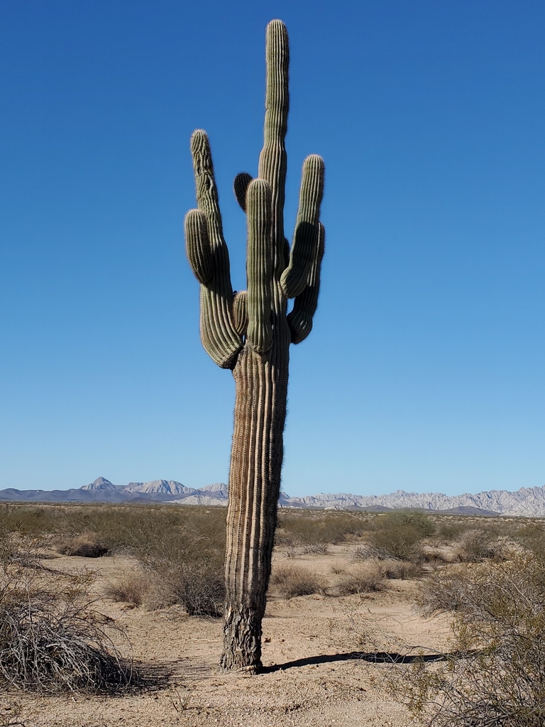 saguaro from Yuma County, AZ, USA on October 31, 2021 at 09:18 AM by ...