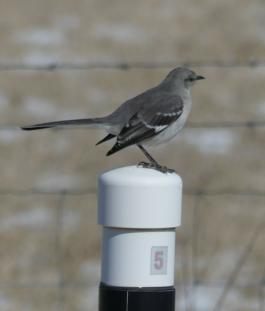 Northern Mockingbird from Johnson County, KS, USA on February 22, 2025 ...