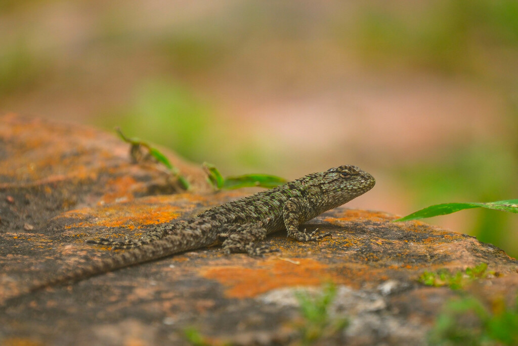 Guatemalan Emerald Spiny Lizard from San Jerónimo, Guatemala on ...