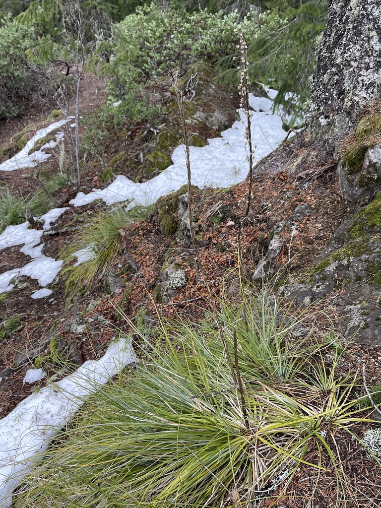 common beargrass from Willamette National Forest, Cascadia, OR, US on ...