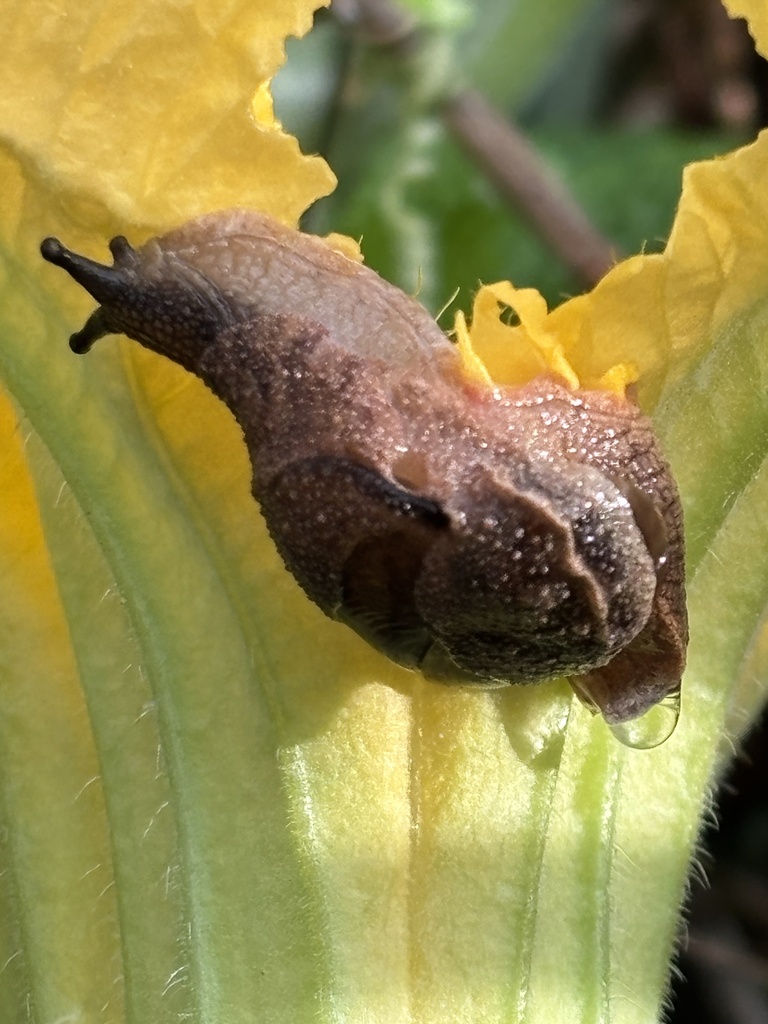 Crimson Foot Semi-slug from Burraneer Rd, Coomba Park, NSW, AU on ...
