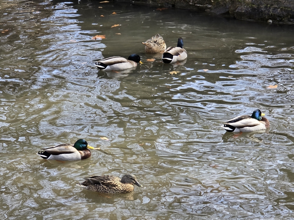 Mallard from Hagerstown, MD, USA on February 22, 2025 at 01:07 PM by ...