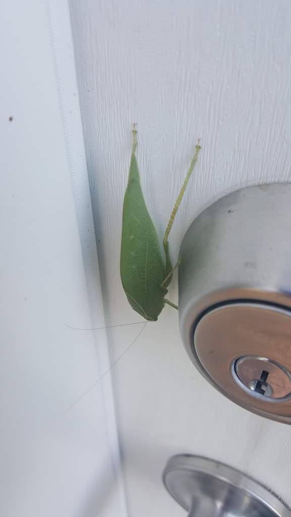 Katydids from Hasse, TX 76442, USA on August 4, 2019 at 05:27 PM by ...