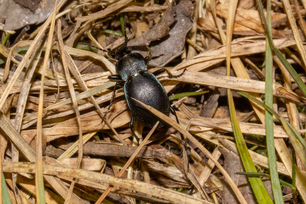 Carabus convexus from 37 Göttingen, Deutschland on February 22, 2025 at ...