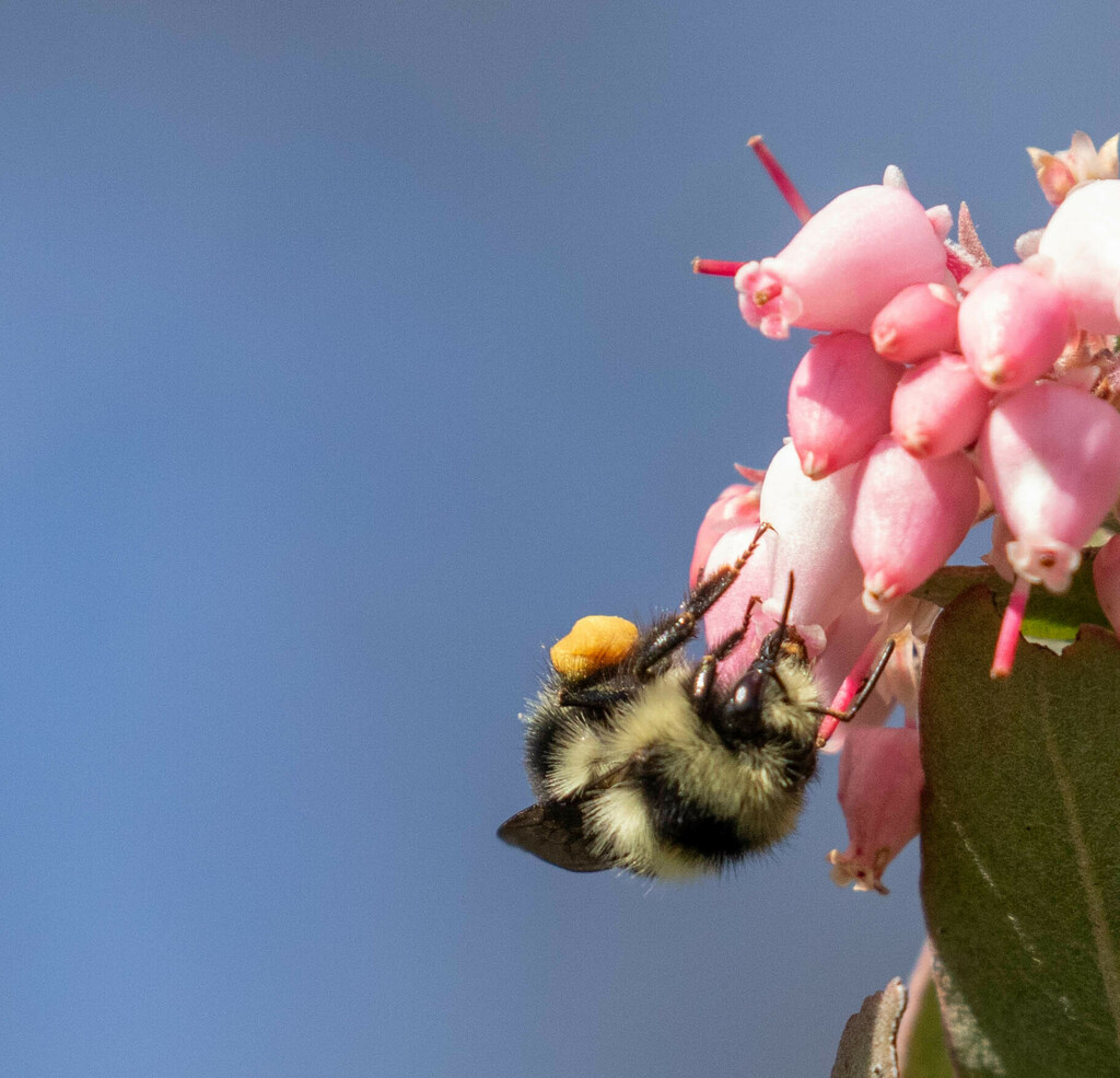 Black-tailed Bumble Bee from Knobcone Point Road, Mount Diablo SP ...