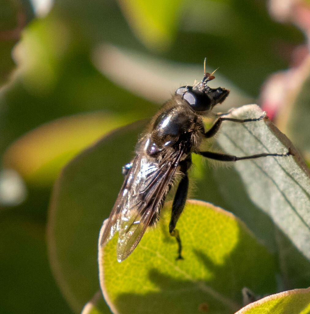 Longnose Catkin Fly from Knobcone Point Road, Mount Diablo SP, Contra ...