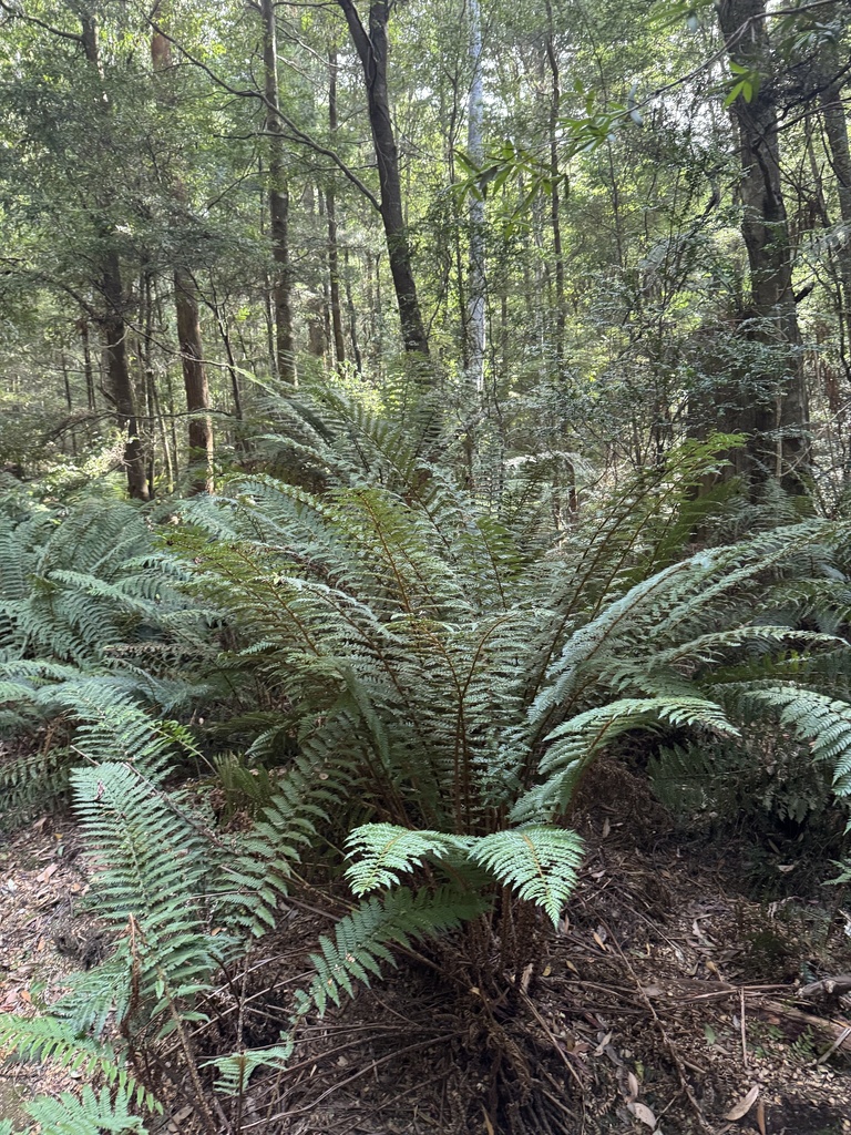 mother shield-fern from Liffey, AU-TS-MV, AU-TS, AU on February 21 ...