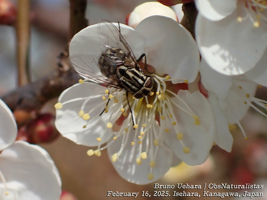 Graphomya from Sannomiya, Isehara, Kanagawa 259-1103, Japão on February ...