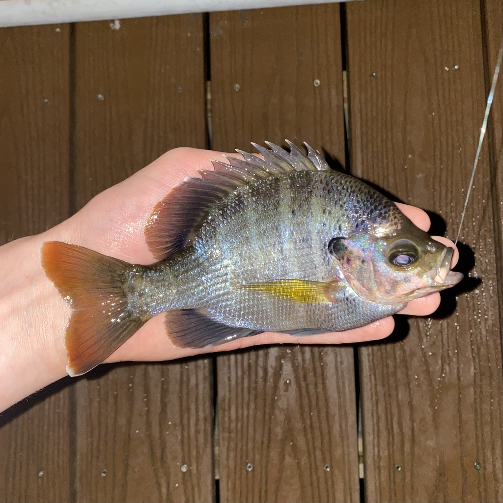 Coppernose Bluegill in February 2025 by shmavin · iNaturalist