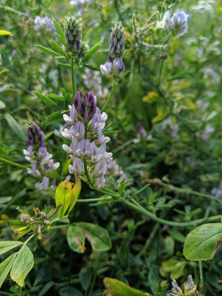 Alfalfa from #4-234, Research Lab Building, UNBC, Prince George, BC ...