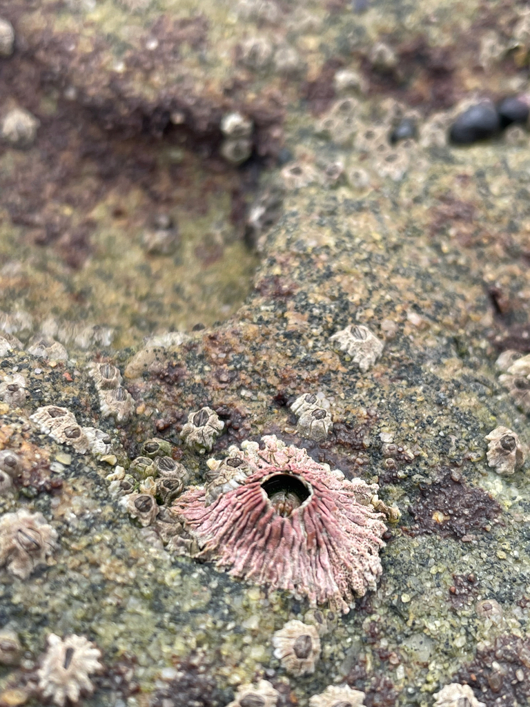 Pink Volcano Barnacle from Grace Rock Trail, CA, US on February 22 ...