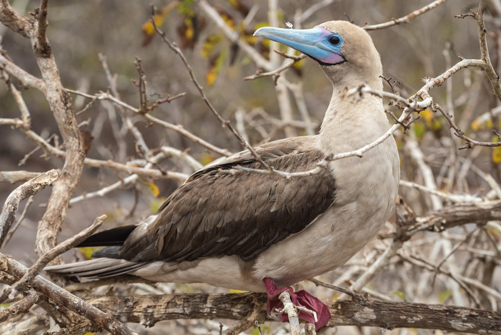 Red-footed Booby (The Sibley Guide to Bird Life & Behavior) · iNaturalist