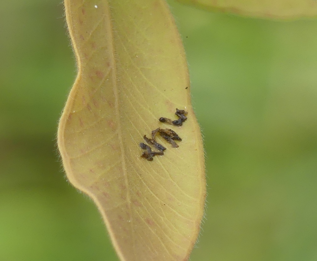 Insects in February 2025 by matthewlh. Scats presumably · iNaturalist