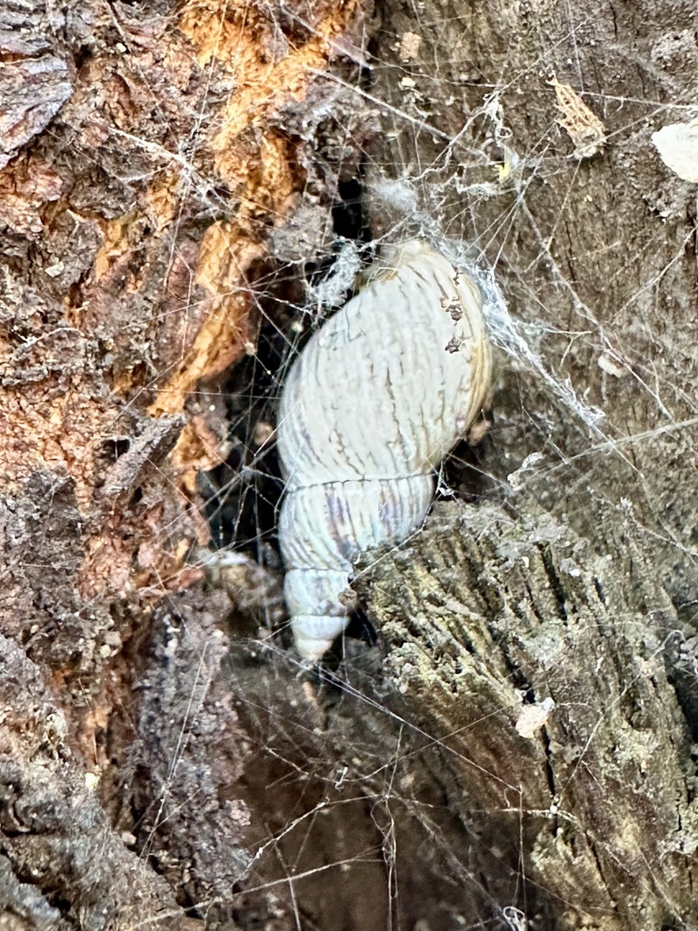 Mesembrinus sulcosus from Bosque de Chapultepec Cuarta Sección, Álvaro ...