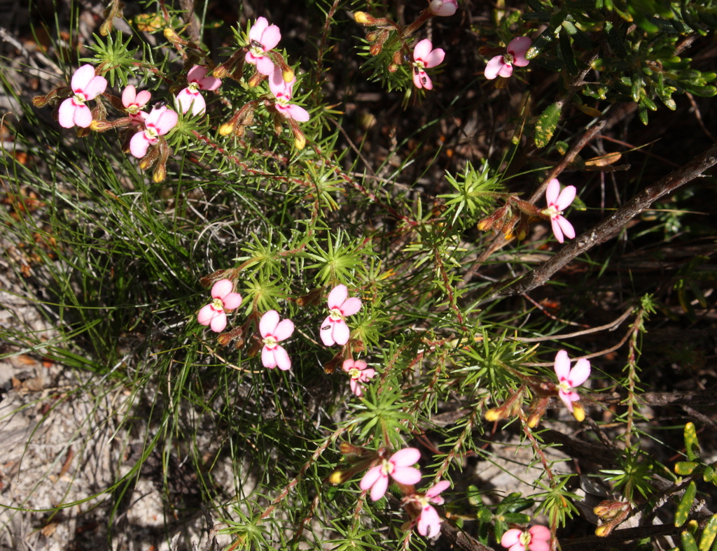 Stylidium flagellum from Hill River WA 6521, Australia on October 2 ...