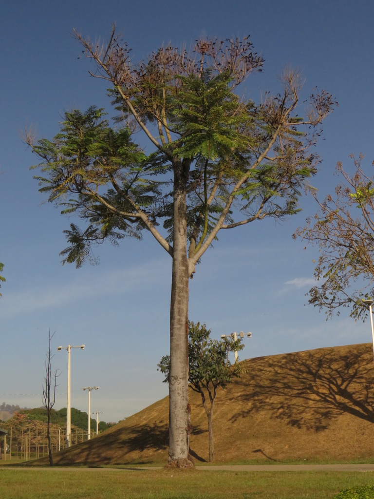 Brazilian fern tree from Parque Ipanema, Ipatinga - MG, Brasil on July ...