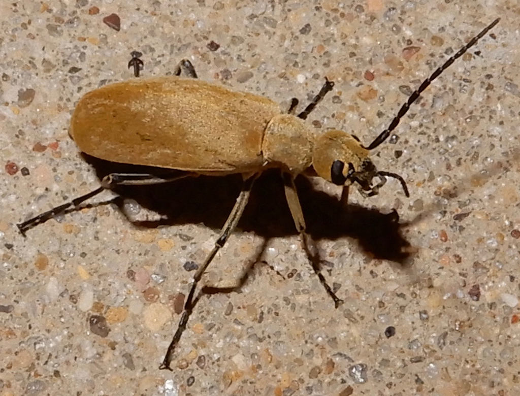 Brown Blister Beetle (Meloid Beetles of the United States) · iNaturalist