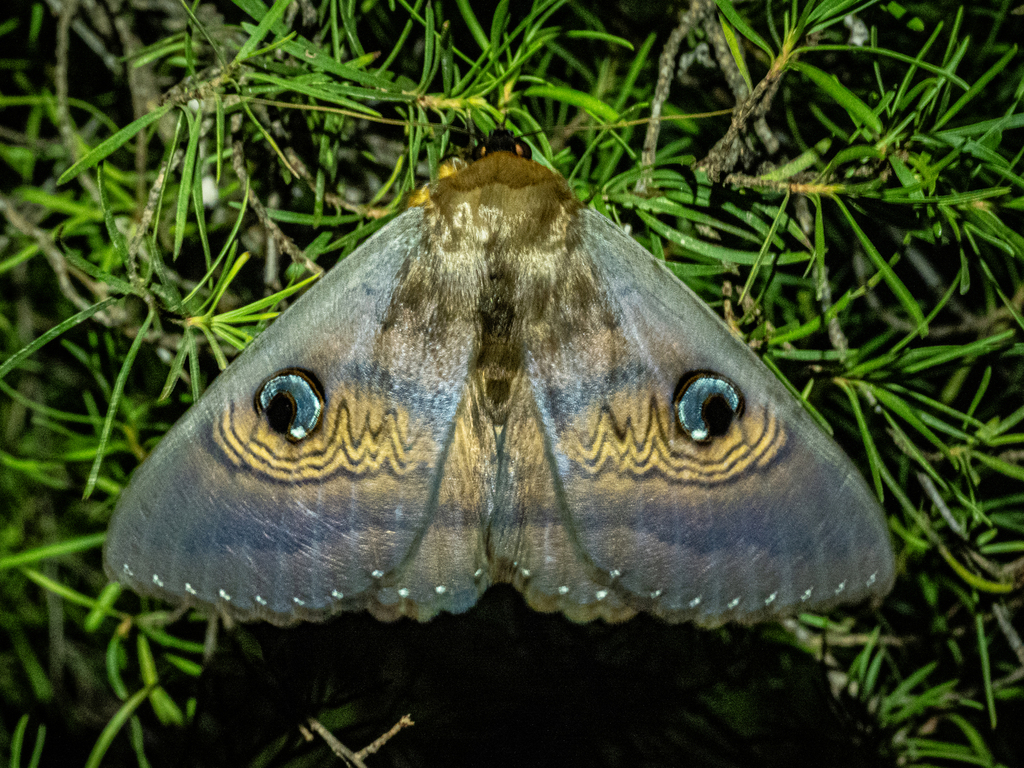 Southern Moon Moth from Rarangi 7273, New Zealand on February 19, 2025 ...