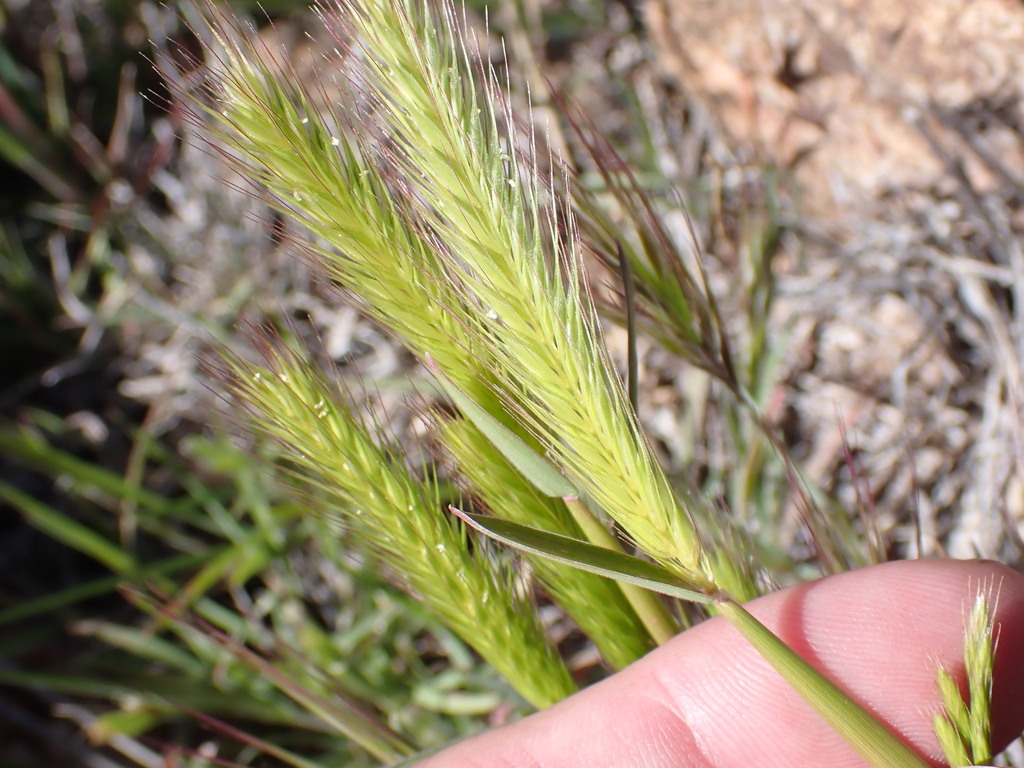 little barley from Pima County, AZ, USA on April 06, 2024 at 02:12 PM ...