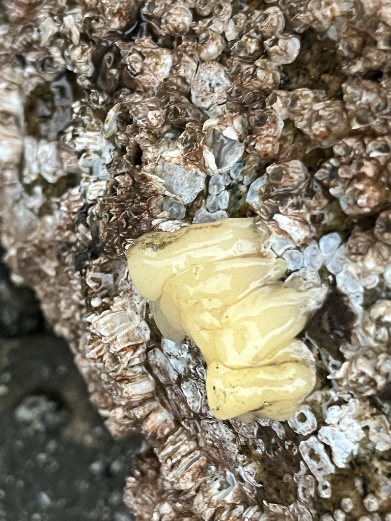 barnacle-eating dorid from Broadview, Seattle, WA, US on February 22 ...