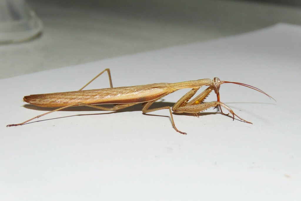 Eight-spot Mantis from Verona NSW 2550, Australia on February 23, 2025 ...