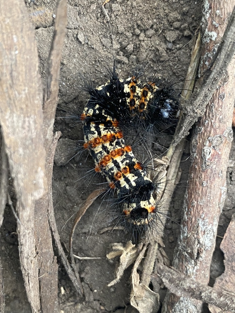 Northern Giant Flag Moth from San Andrés Totoltepec, Ciudad de México ...