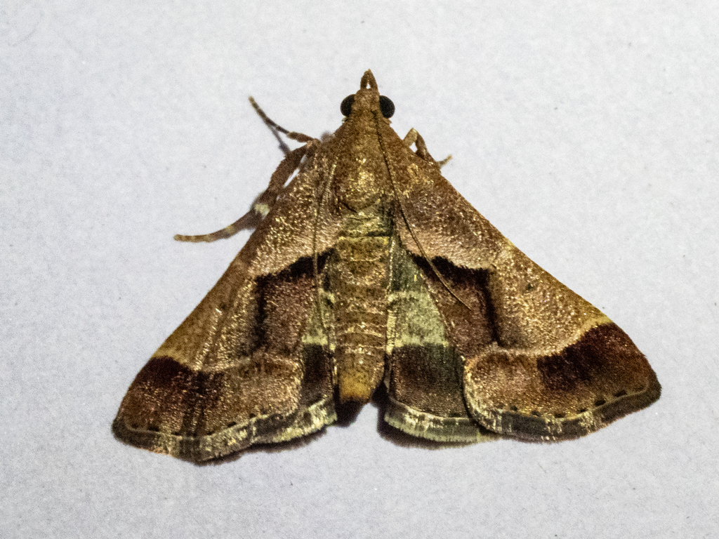 Wattle Gall Moth from Burleigh, Blenheim, New Zealand on February 18 ...