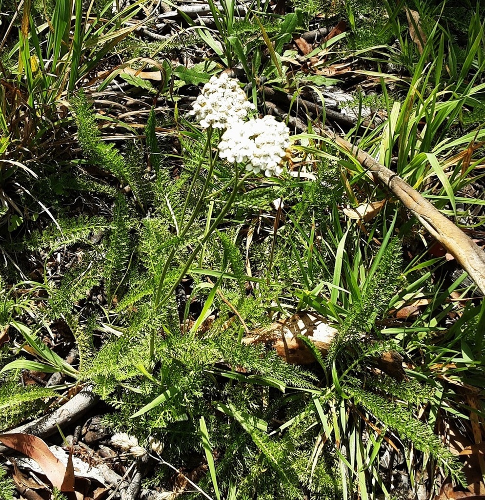 common yarrow from Marrangaroo National Park, Bowenfels NSW 2790 ...