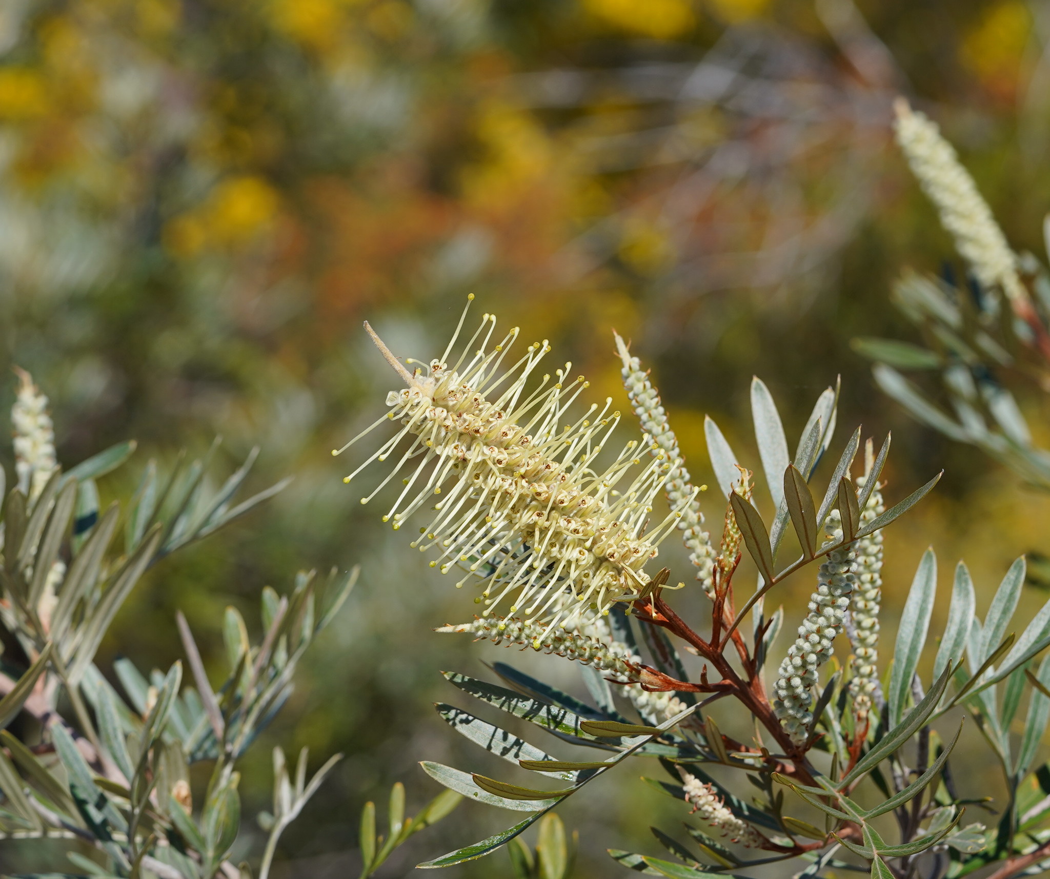 Grevillea sessilis C.T.White & Francis