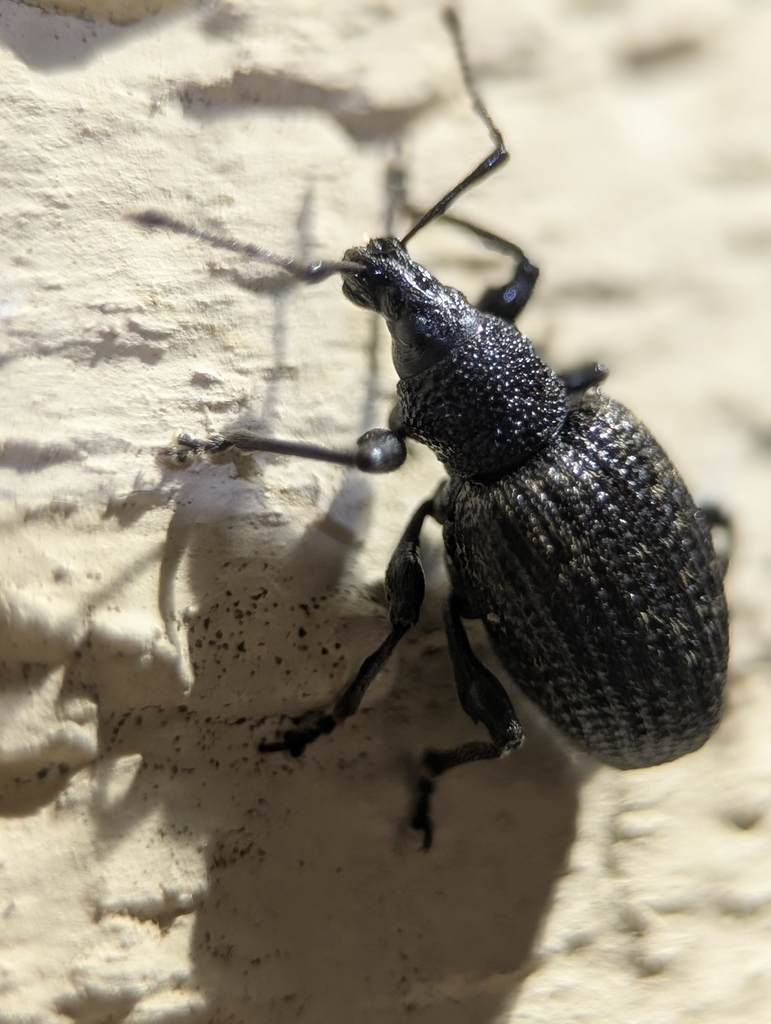 Black Vine Weevil from Ucluelet, BC, Canada on February 22, 2025 at 09: ...