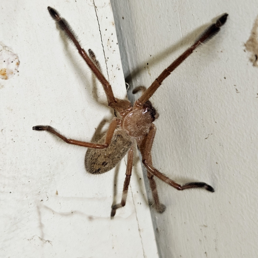 Social Huntsman Spider from Cambrai SA 5353, Australia on February 22 ...