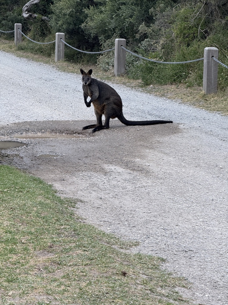 Swamp Wallaby from Wilsons Promontory National Park, Tidal River, VIC ...
