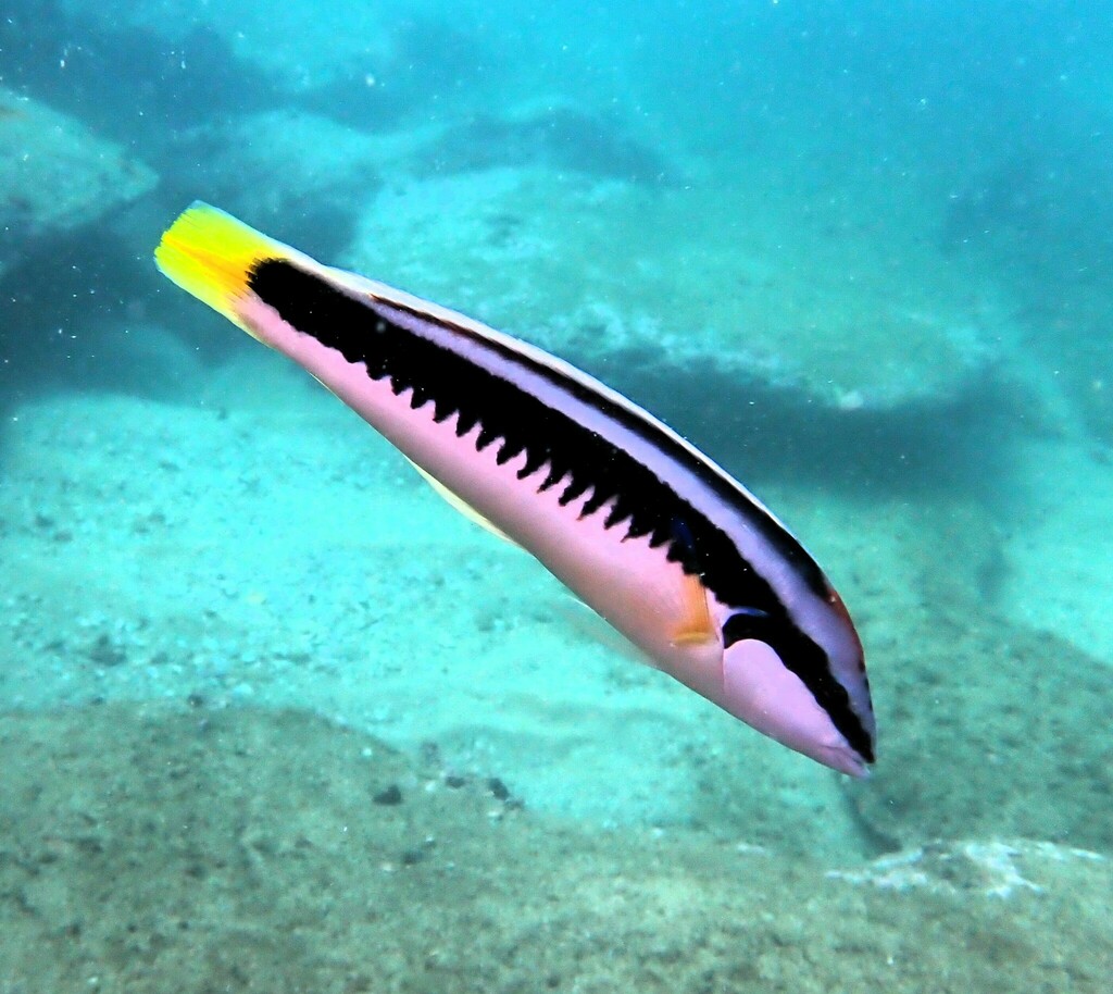 Comb Wrasse from Cronulla NSW 2230, Australia on February 23, 2025 at ...