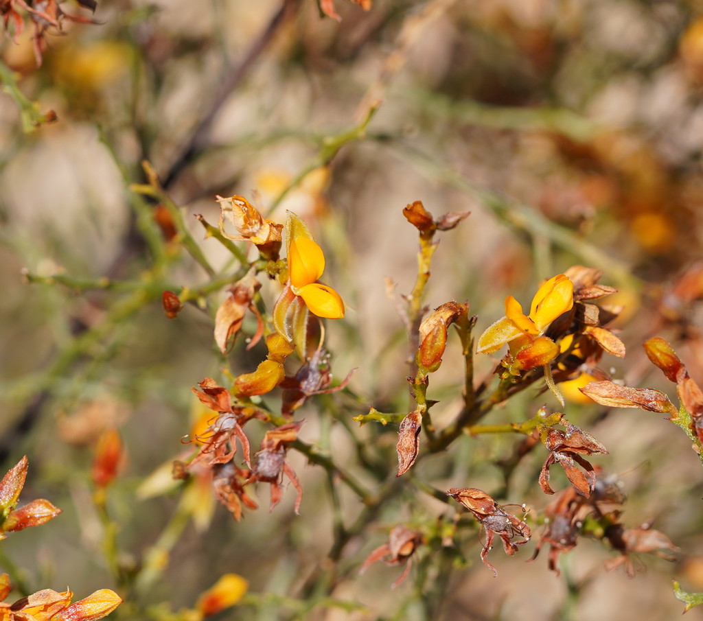 Jacksonia ramosissima from Pentland QLD 4816, Australia on July 31 ...