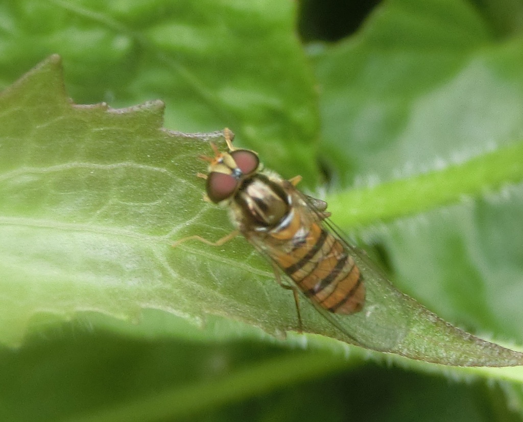Black-banded Hoverfly from 510台灣彰化縣員林市 on February 23, 2025 at 01:11 PM ...