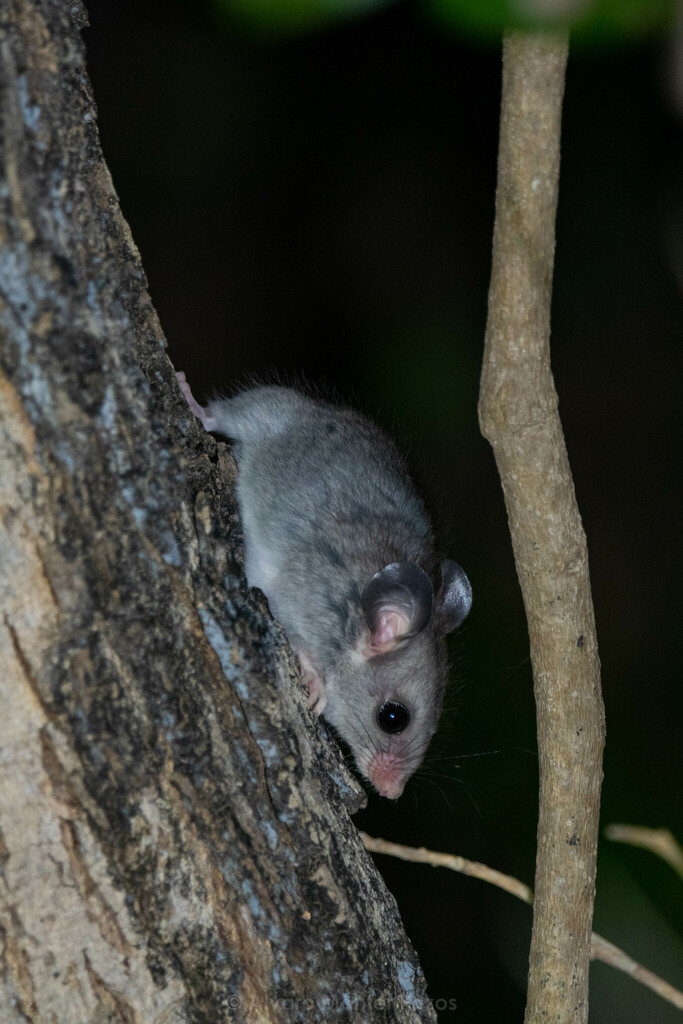 Big-eared Climbing Rat from Hopelchén, Camp., México on February 17 ...