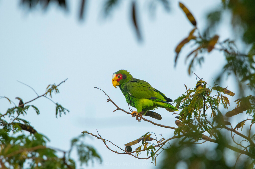Yellow-lored Amazon in February 2025 by Alvaro Monter Pozos. Macho y ...