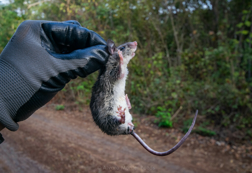 Big-eared Climbing Rat from Hopelchén, Camp., México on February 8 ...