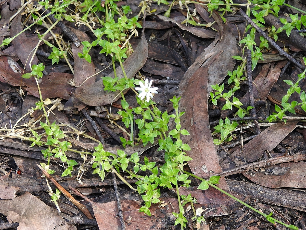 Forest Starwort from Tarra Bulga National Park, Balook, VIC, Australia ...