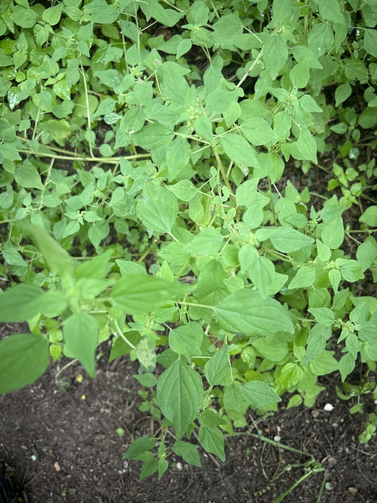 New Zealand Pellitory from Christchurch including Banks Peninsula, NZ ...