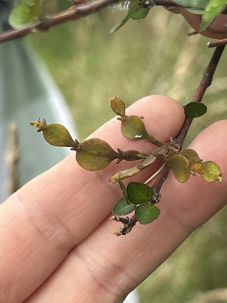 Dwarf mistletoe from Christchurch including Banks Peninsula, NZ-CA, NZ ...